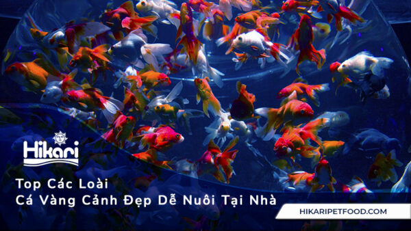 Top 10 Các Loài Cá Vàng Phổ Biến, Dễ Nuôi Tại Nhà