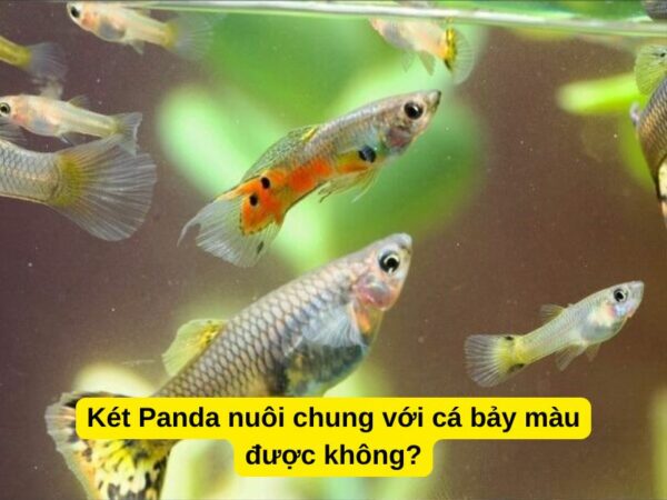 Cá Két Panda Nuôi Chung Với Cá Gì? 8 Loại Có Thể, Không Thể