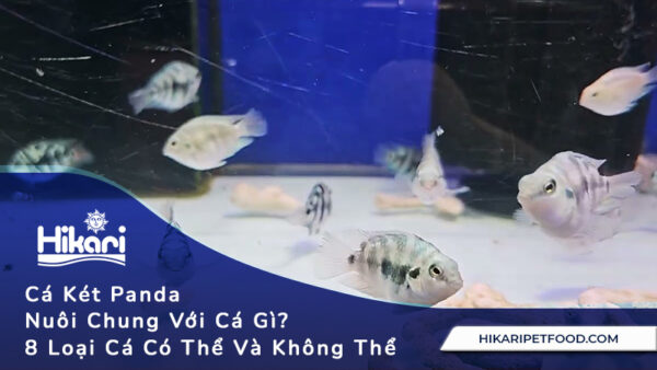 Cá Két Panda Nuôi Chung Với Cá Gì? 8 Loại Có Thể, Không Thể