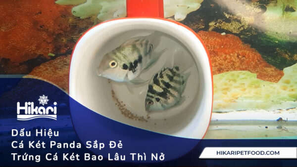 Dấu Hiệu Cá Két Panda Sắp Đẻ, Cách Chăm Sóc Cá Con